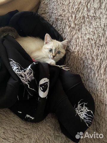 Отдам котенка. 2-3 месяца, девочка