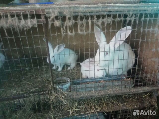 Кролята белый великан