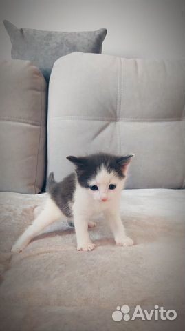 Котятки от Белладонны ищут семью