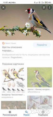 Щегол певчий