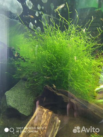 Аквариумное растение