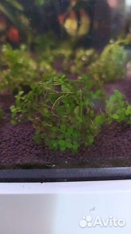 Аквариумные растения прополка