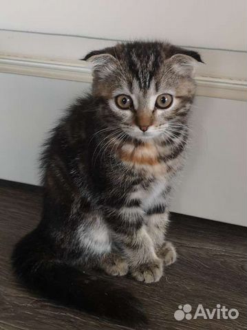 Отдам котенка