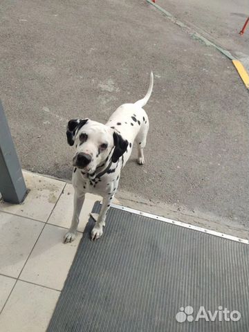 Найден далматин