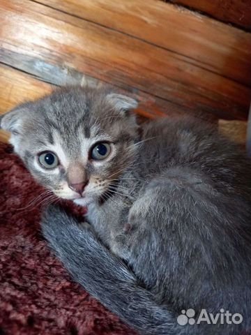 Отдам котенка в добрые руки