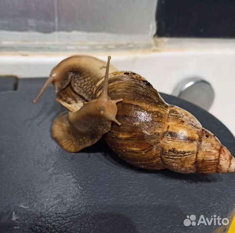 Улитки ахатины