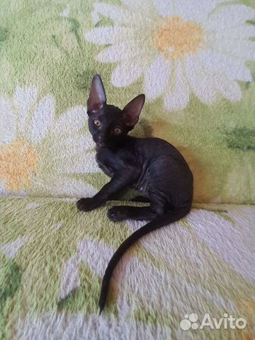 Чёрный котик корниш рекс