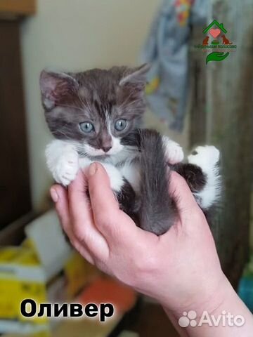 Котёнок-мальчик. 1,5 мес