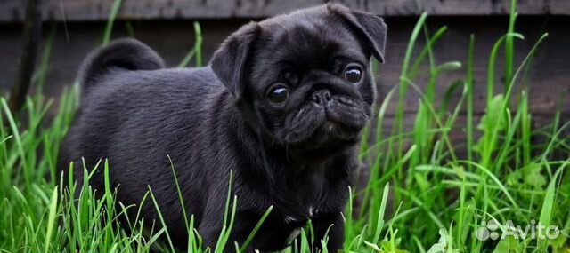 Мопсик мальчик