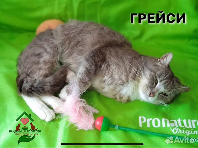 Уютная кошка