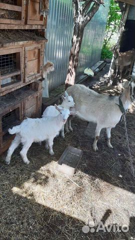 Козлята