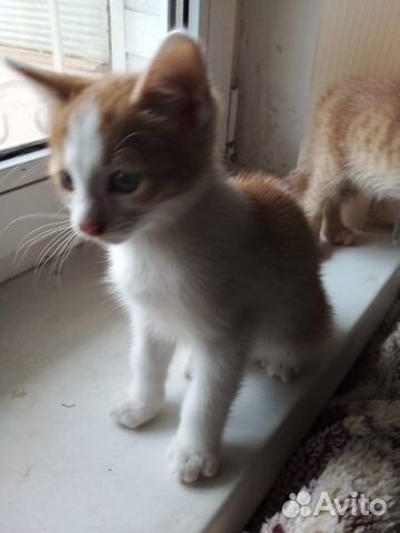 Кому счастье бело-рыжее )