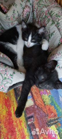 Молодые котята