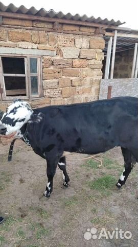 Телочка,год и месяц