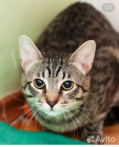 Европейская супер ласковая кошечка ищет дом