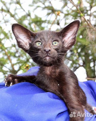 Ориентальные котики