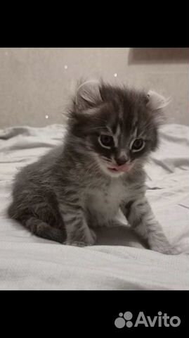 Американский кёрл