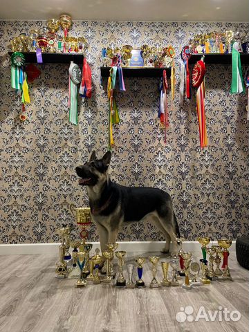 Восточноевропейская овчарка