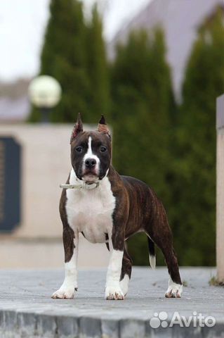 Красивая девочка амстаффа