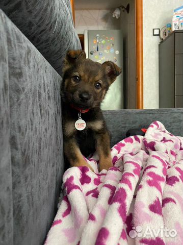 Очень милый щеночек в дар