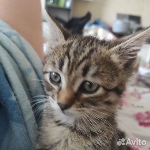 Кошки в добрые руки бесплатно