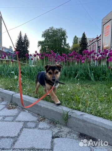 Мики ищет дом