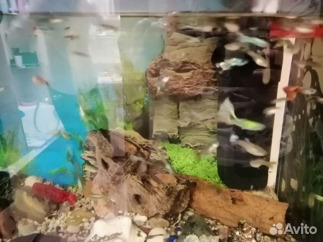 Аквариумные рыбки гуппи