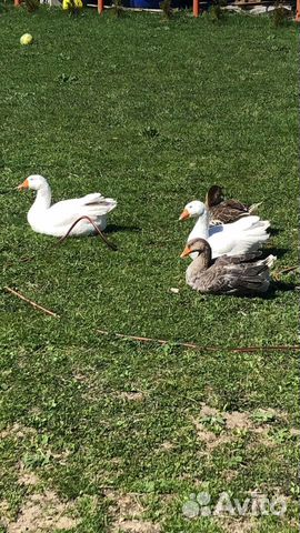 Семья гусей