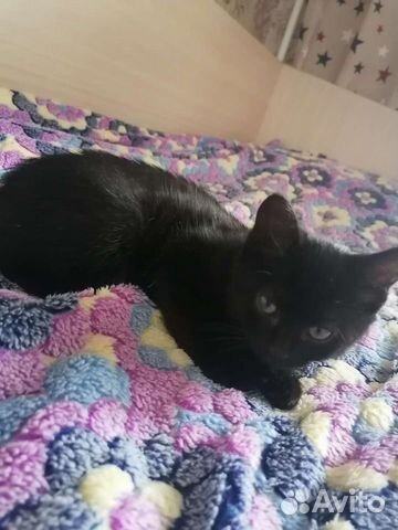 Отдам котёнка