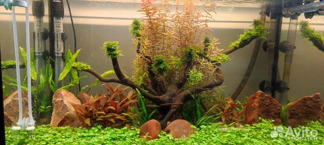 Аквариумные рыбки и растения