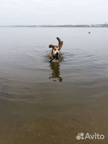 Отдам в добрые руки собаку Ричард 1г.9м