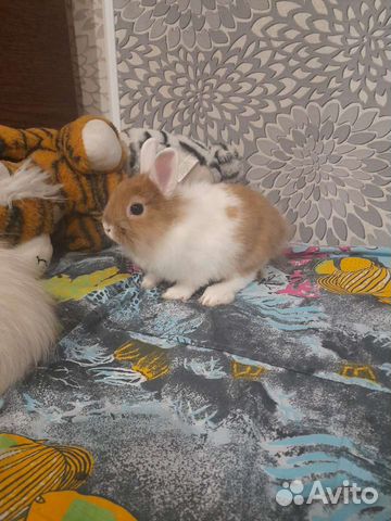 Декоративный цветной карлик