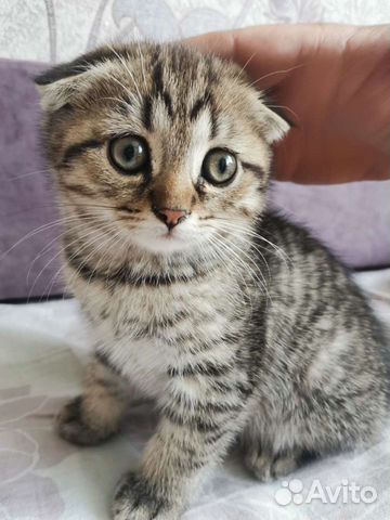 Кошки шотландцы