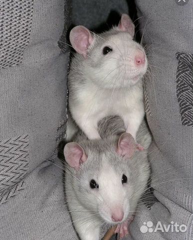 Декоративная крыса