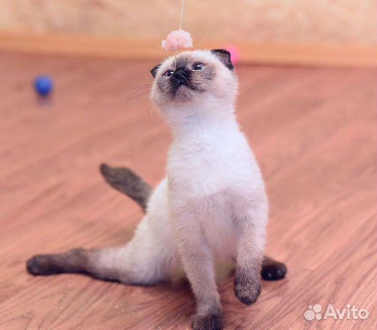 Сиамская особенная кошечка в добрые руки