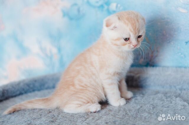 Шотландская вислоухая кошка