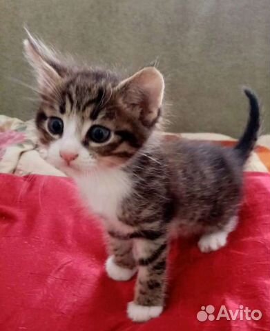 Котенок мальчик 5 недель