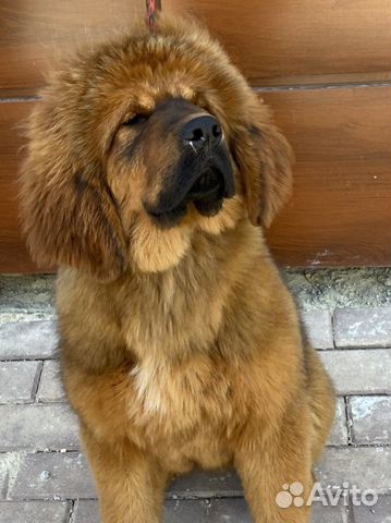 Тибетский Мастиф