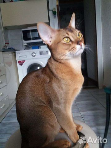 Вязка Абиссинец