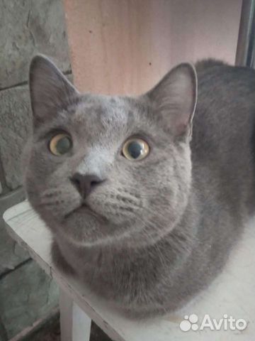 Отдам котю