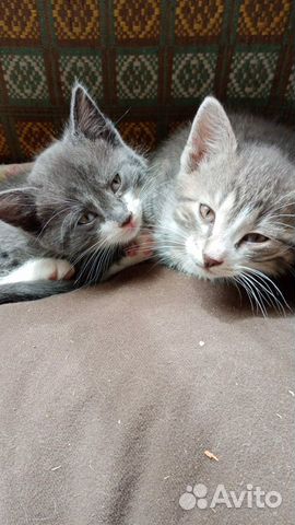 Котята в добрые руки мальчики