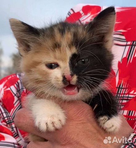 Кошка и котята в дар