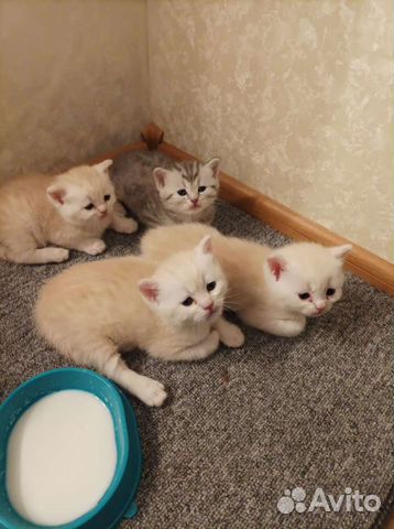 Британские котята