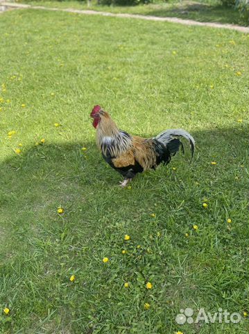 Отдадим бесплатно в хорошие руки