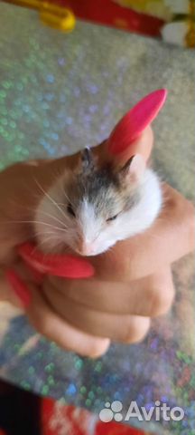 Хомяки бесплатно