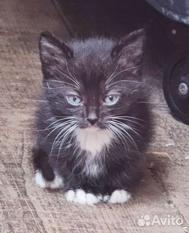 Кошка и котята в дар