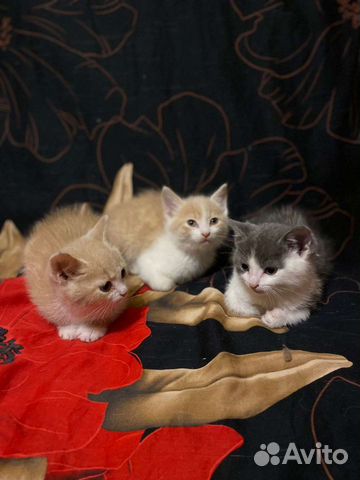 Котята в добрые руки бесплатно