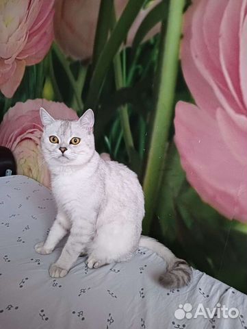 Кот породы британская шиншилла вязка за котенка