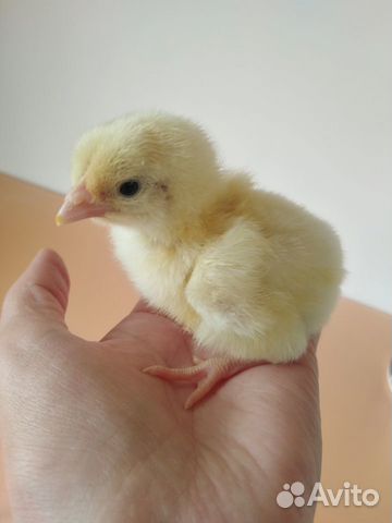 Цыплята бройлеры кобб 500