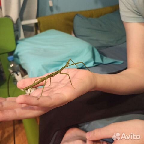 Аннамские палочники